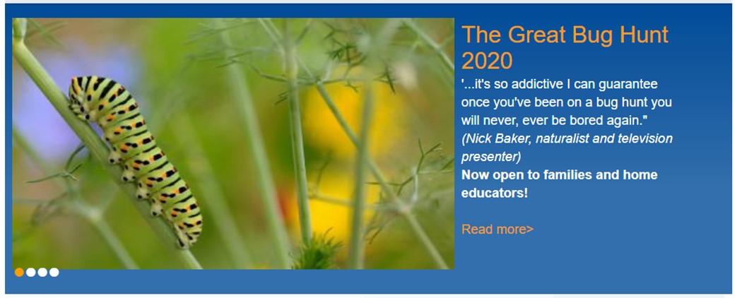 The Great Bug Hunt 2020 – Hillside Primary School | Baddeley Green ...